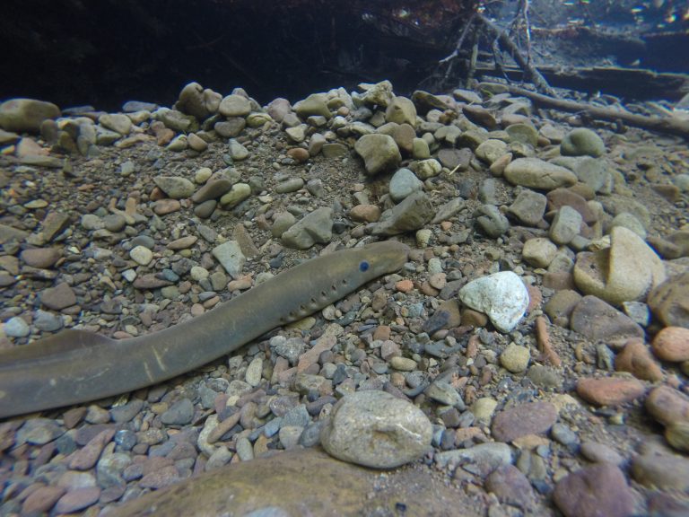 Pacific lamprey spawning in Mattole headwaters video & pictures ...
